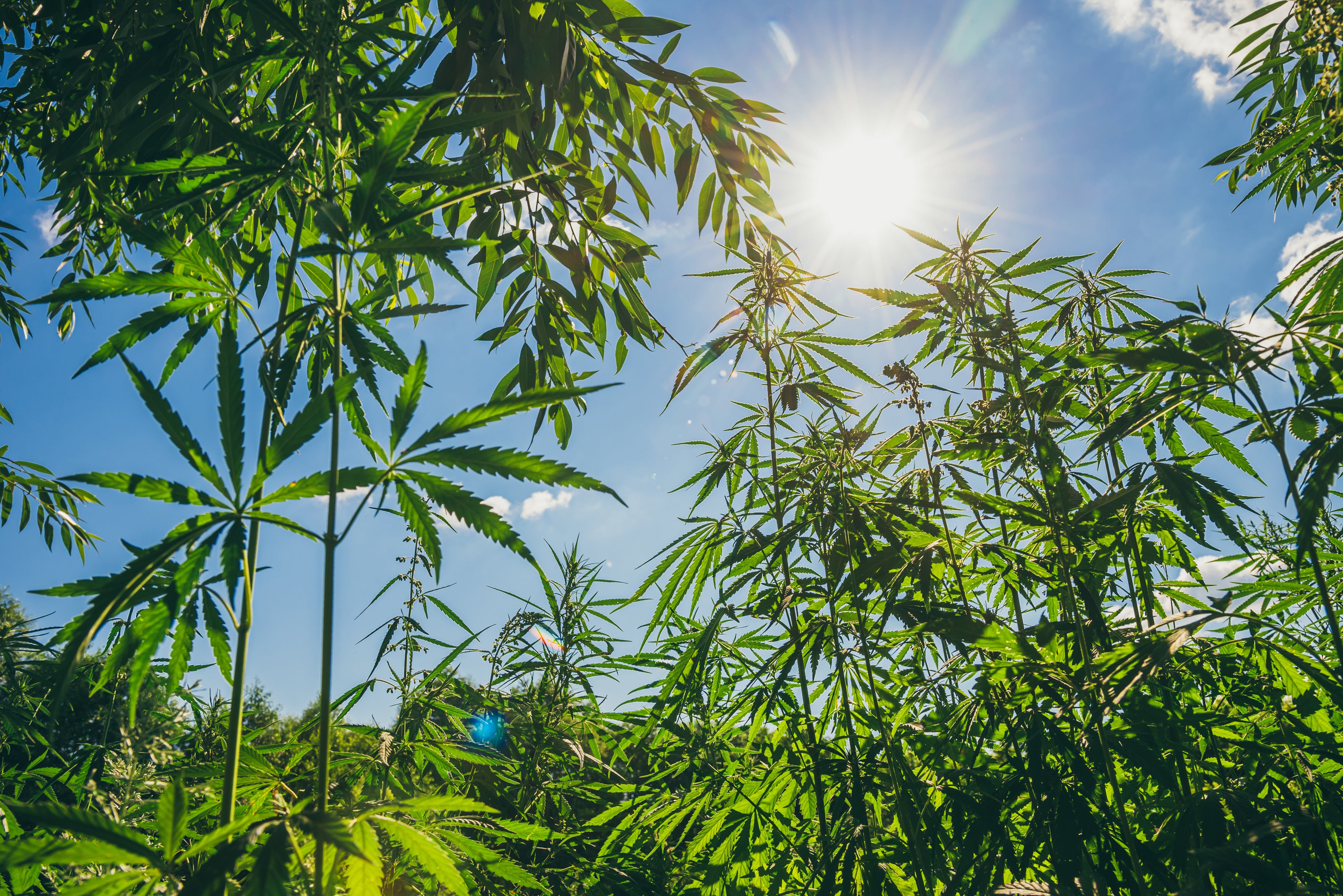 Tilray Alternative Beverages